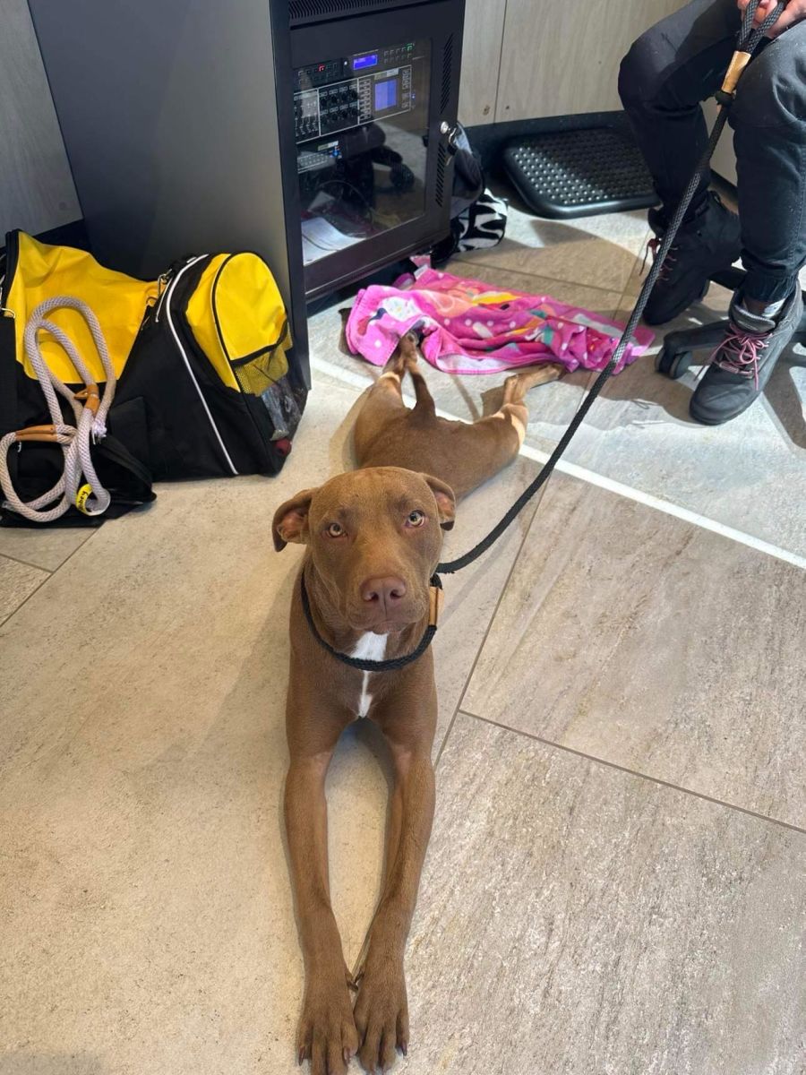 Lady imp 826 - Large Female Kelpie Dog in NSW - PetRescue