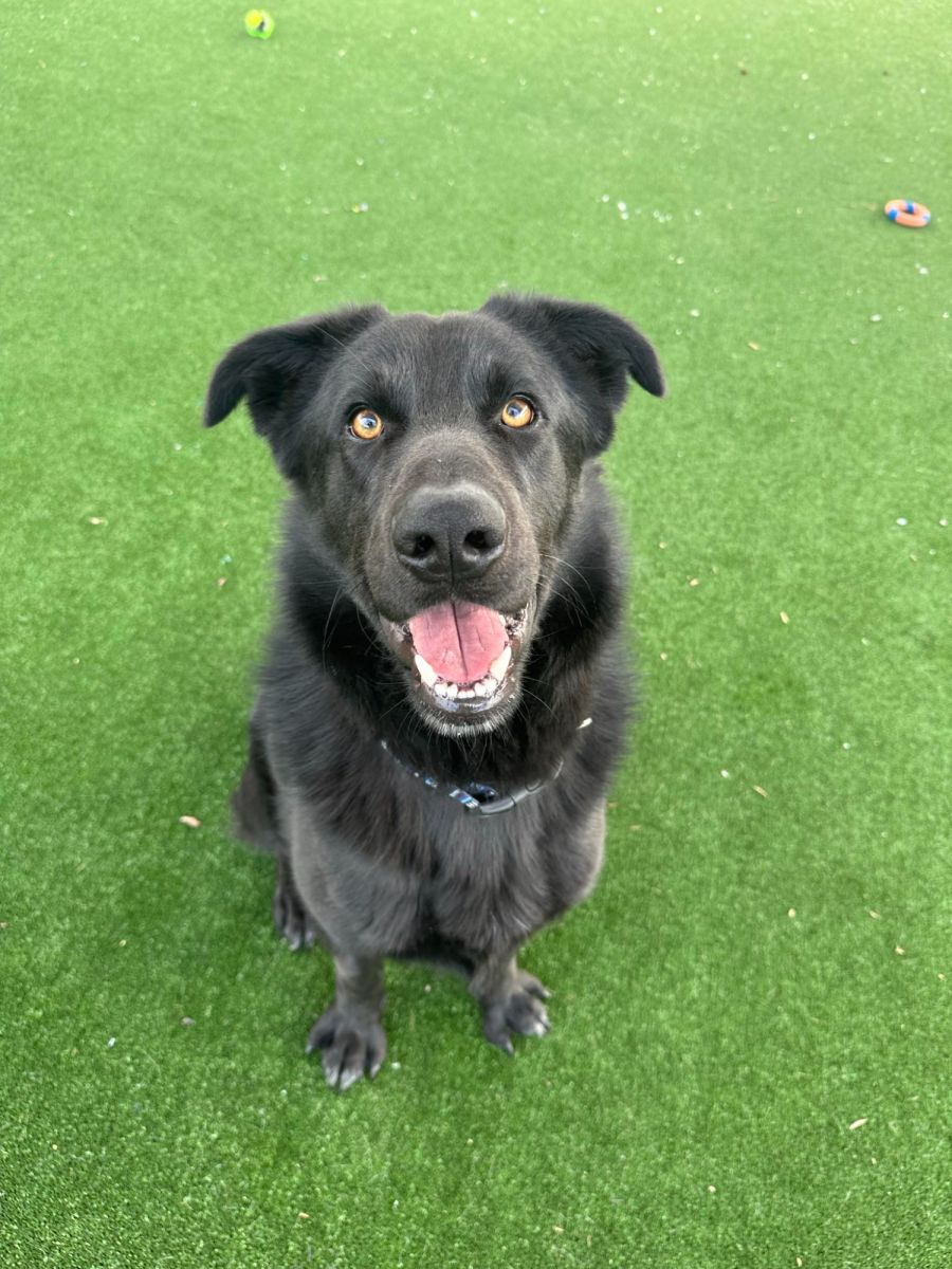 Blackie imp 1319 - Large Male German Shepherd Dog in NSW - PetRescue