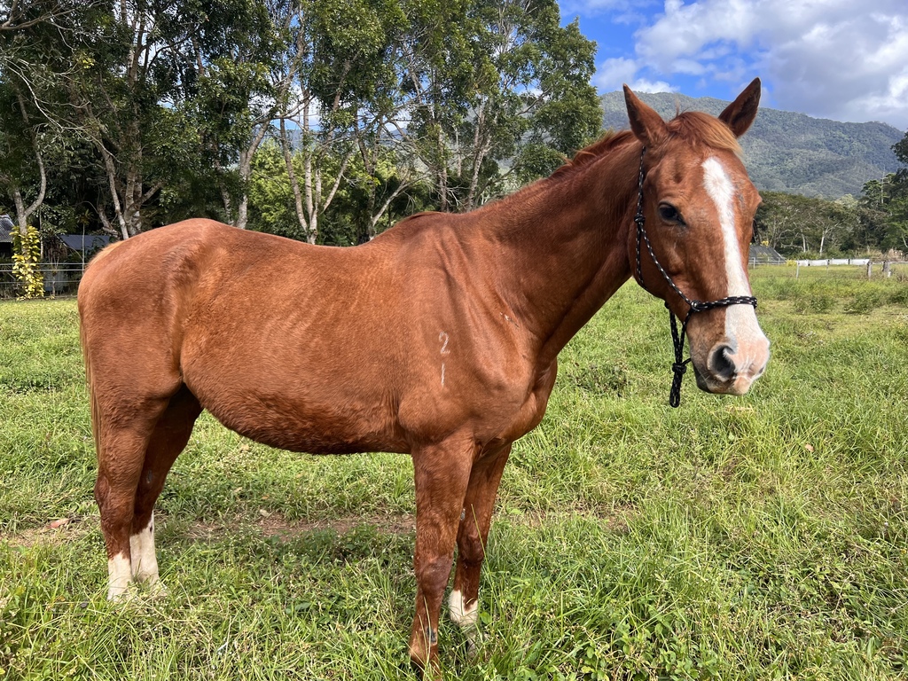 Bang Bang - Male Thoroughbred Mix Horse in QLD - PetRescue