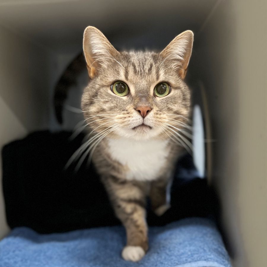 Aria - Female Domestic Short Hair Cat in VIC - PetRescue