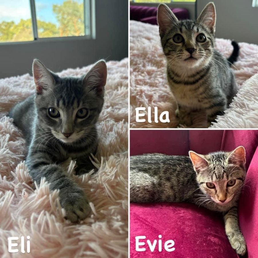 10887 - Evie - Female Domestic Short Hair Cat in WA - PetRescue