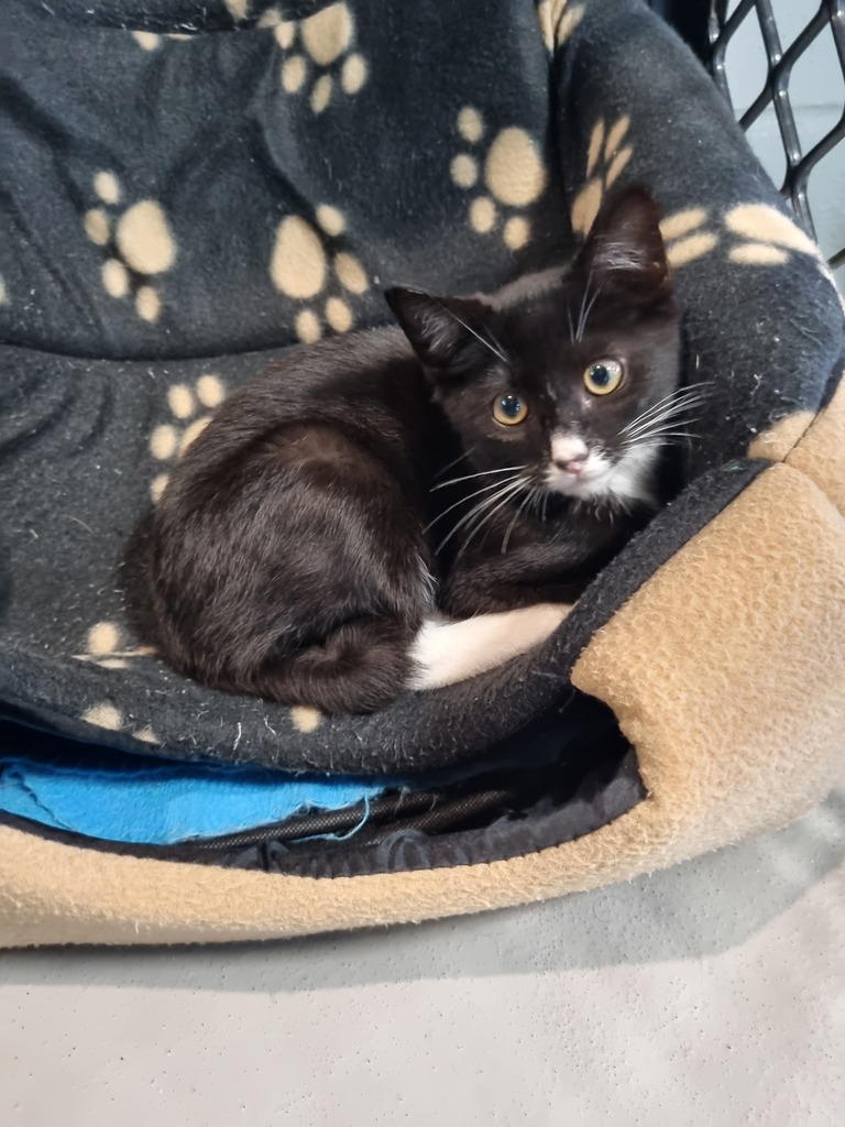 Monty - Male Manx Mix Cat in QLD - PetRescue