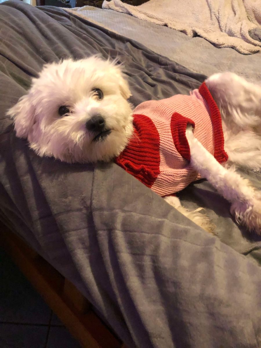 Mauve - Small Female Maltese Mix Dog in NSW - PetRescue