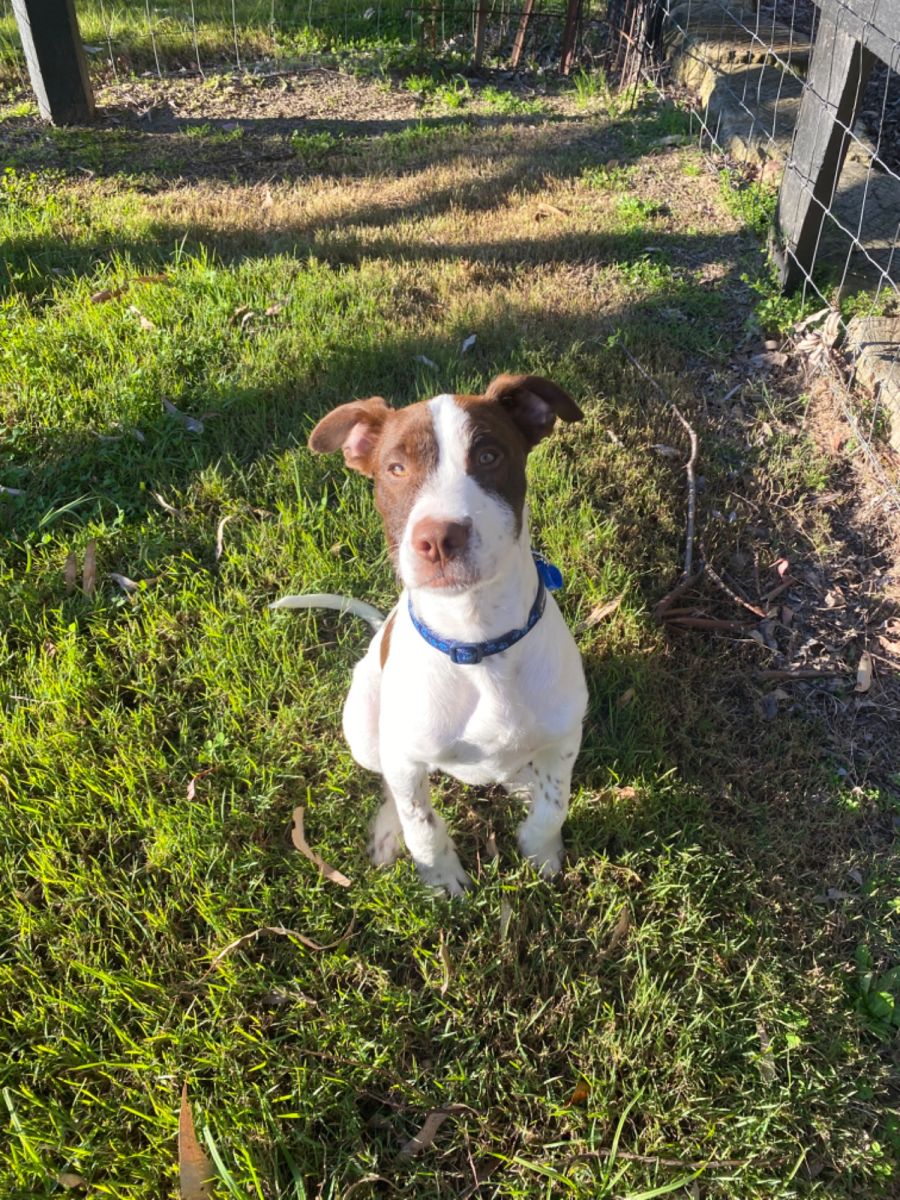 Koda - Large Male Rottweiler x Great Dane x Pointer Mix Dog in NSW ...