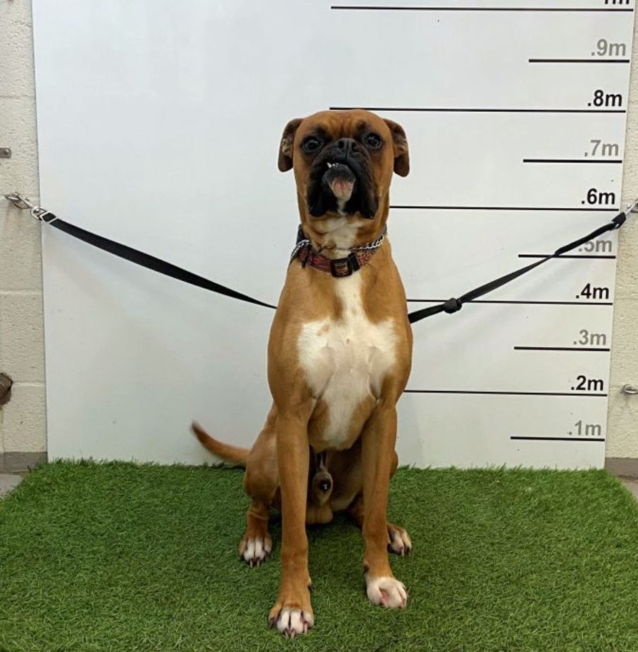 Buddy - Medium Male Boxer Dog in NSW - PetRescue