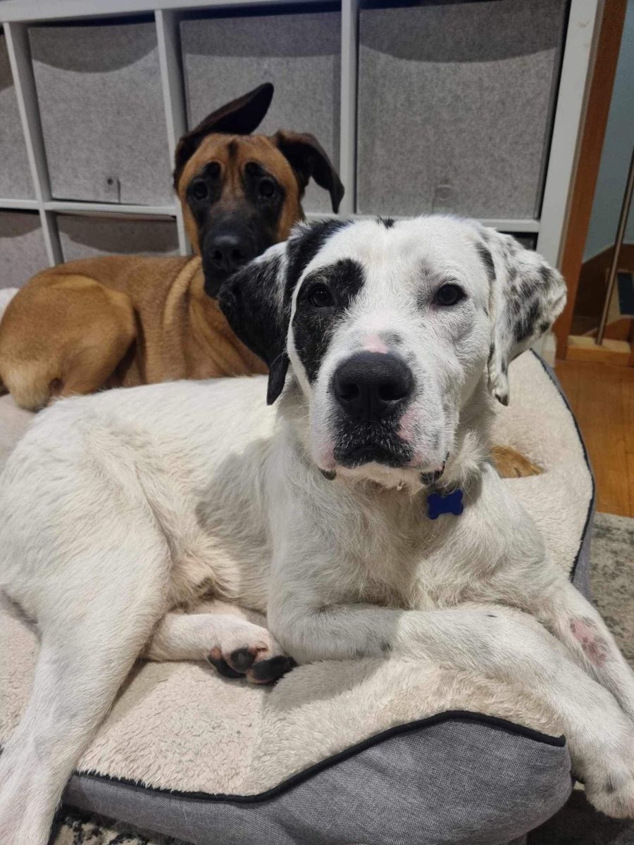 Griffin 🐕 - Large Male Great Dane x Irish Wolfhound Mix Dog in VIC ...