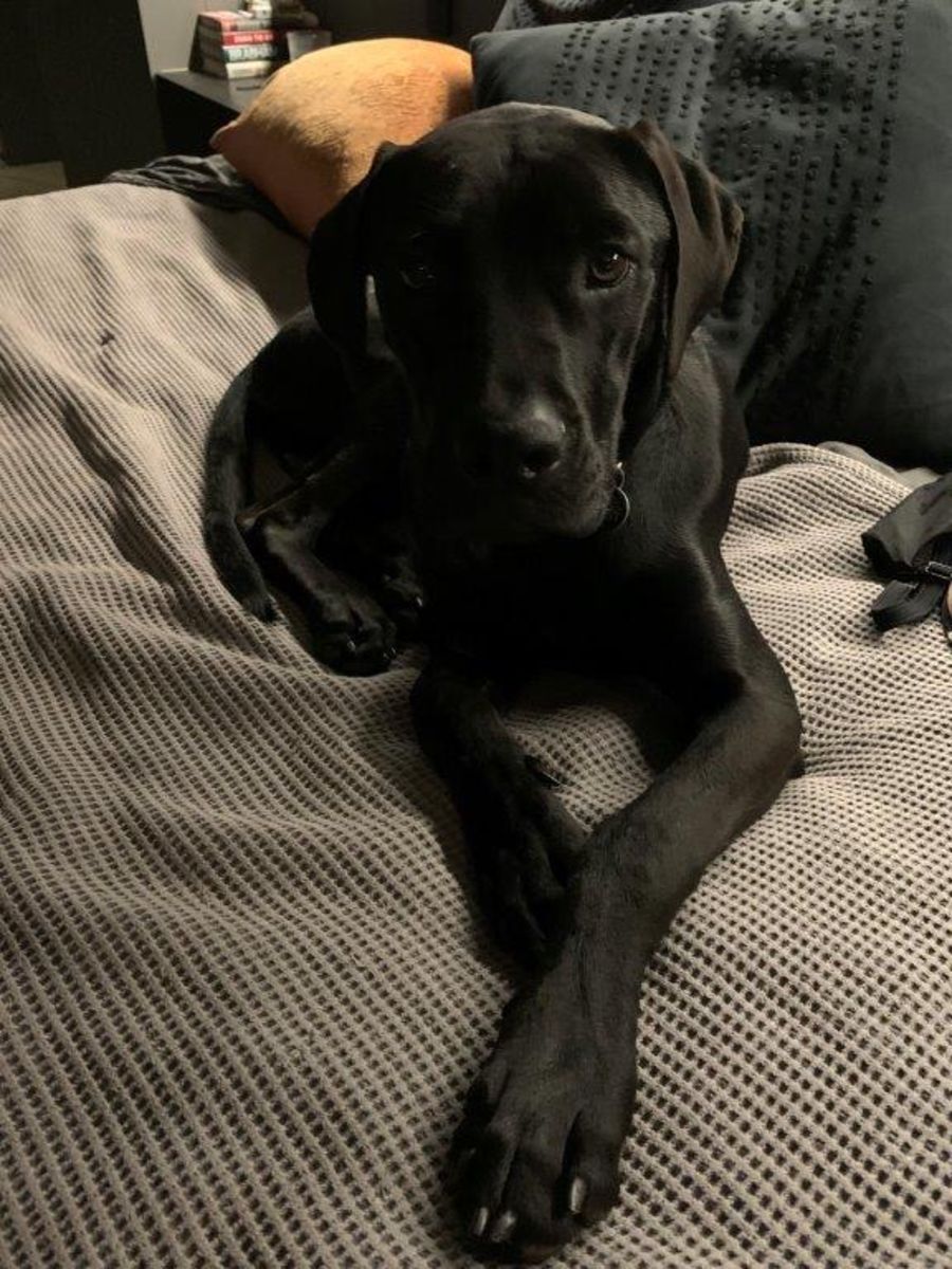 Henry Gainsborough - Medium Male Labrador Mix Dog in VIC - PetRescue