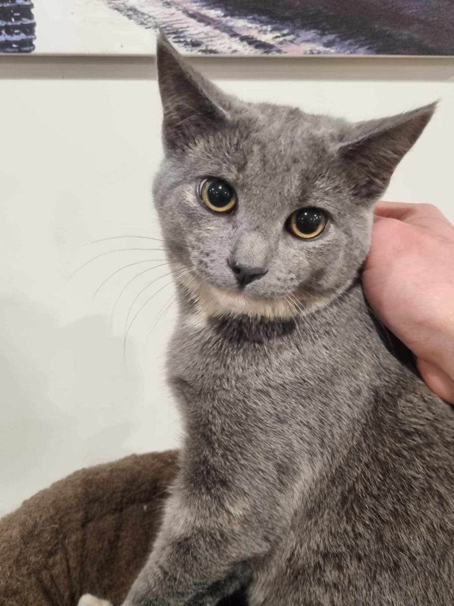 Tatertot - Female Manx Mix Cat in VIC - PetRescue