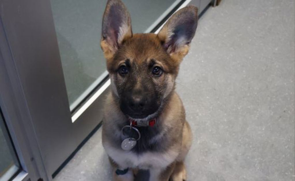 Venus - Medium Female German Shepherd Mix Dog in VIC - PetRescue