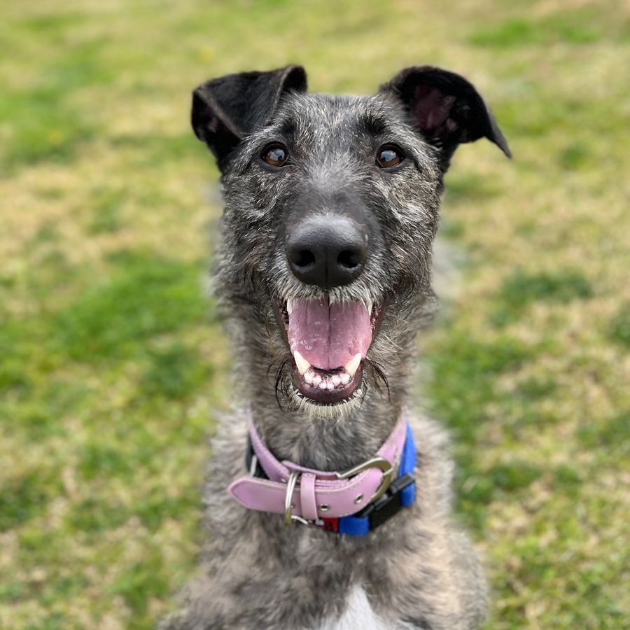 Noodle Horse - Large Female Staghound Dog in VIC - PetRescue