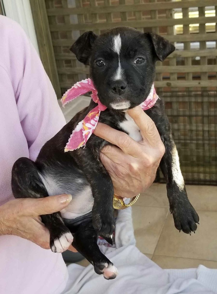 Pippi - Medium Female Mixed Breed Mix Dog in NSW - PetRescue