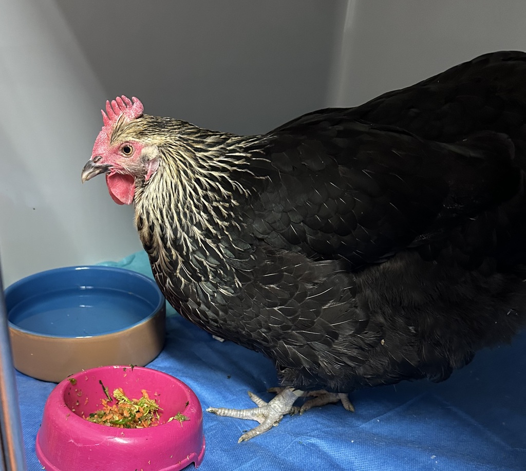 Claudia - Female Chicken Sussex Mix Fowl in QLD - PetRescue