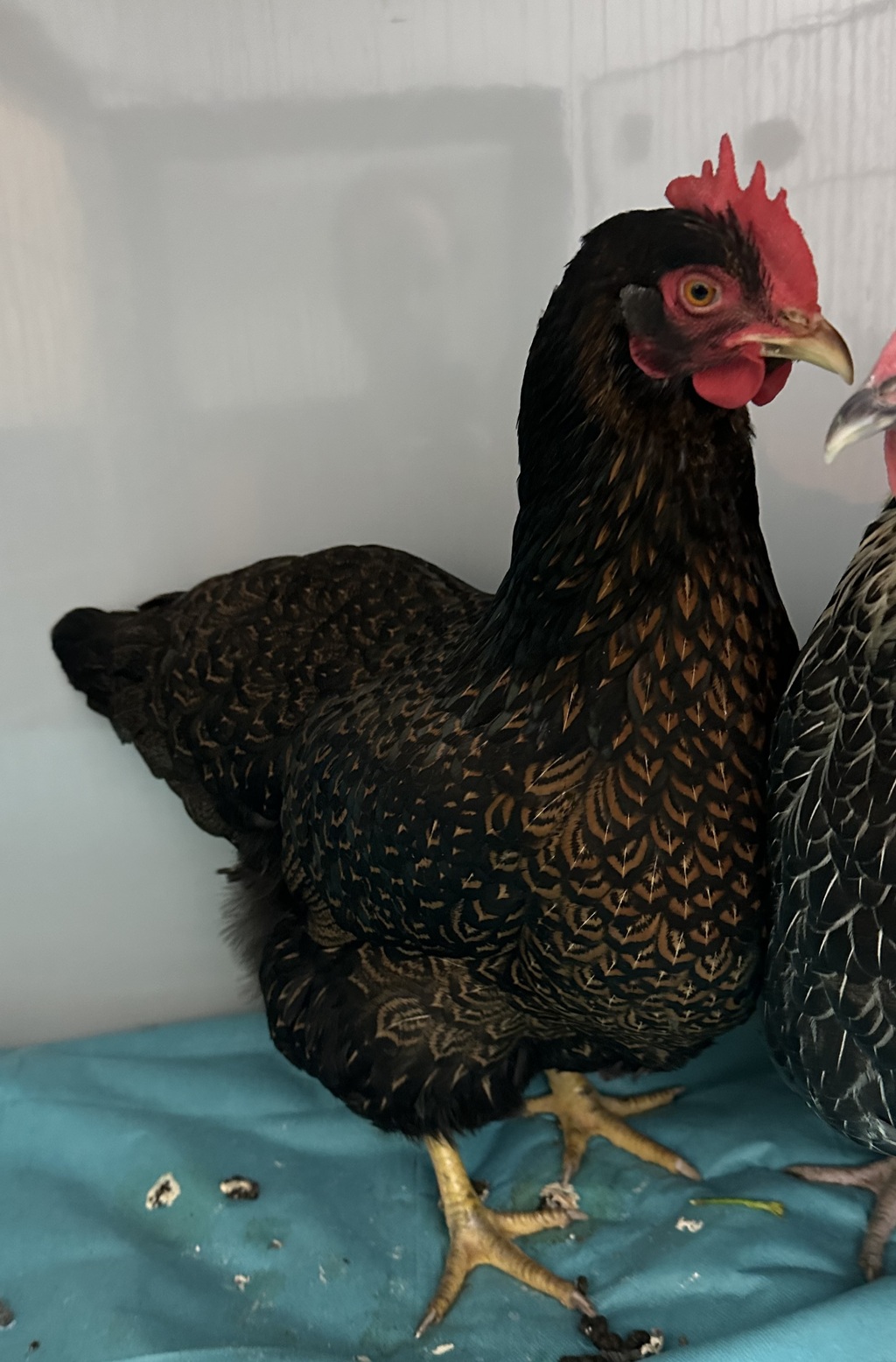 Harriet - Female Chicken Barnvelder Mix Fowl in QLD - PetRescue