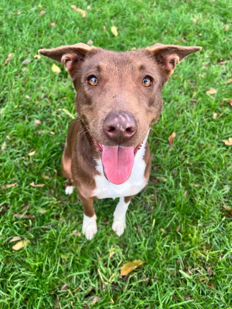 Tiki Animal Rescue - PetRescue