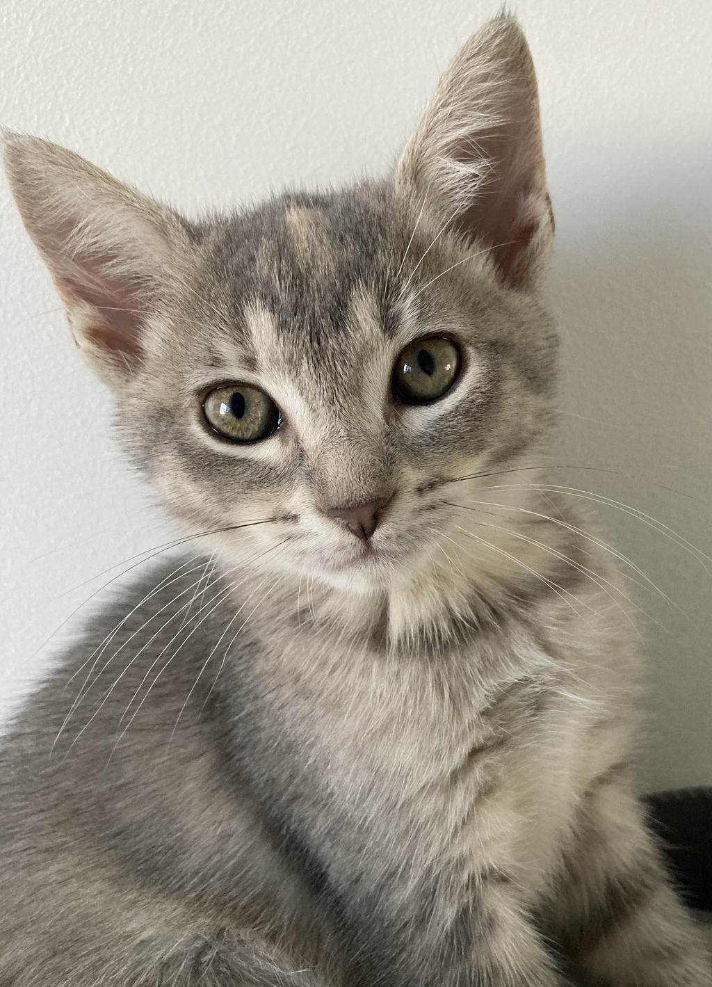 Eve - Female Domestic Short Hair Mix Cat in QLD - PetRescue