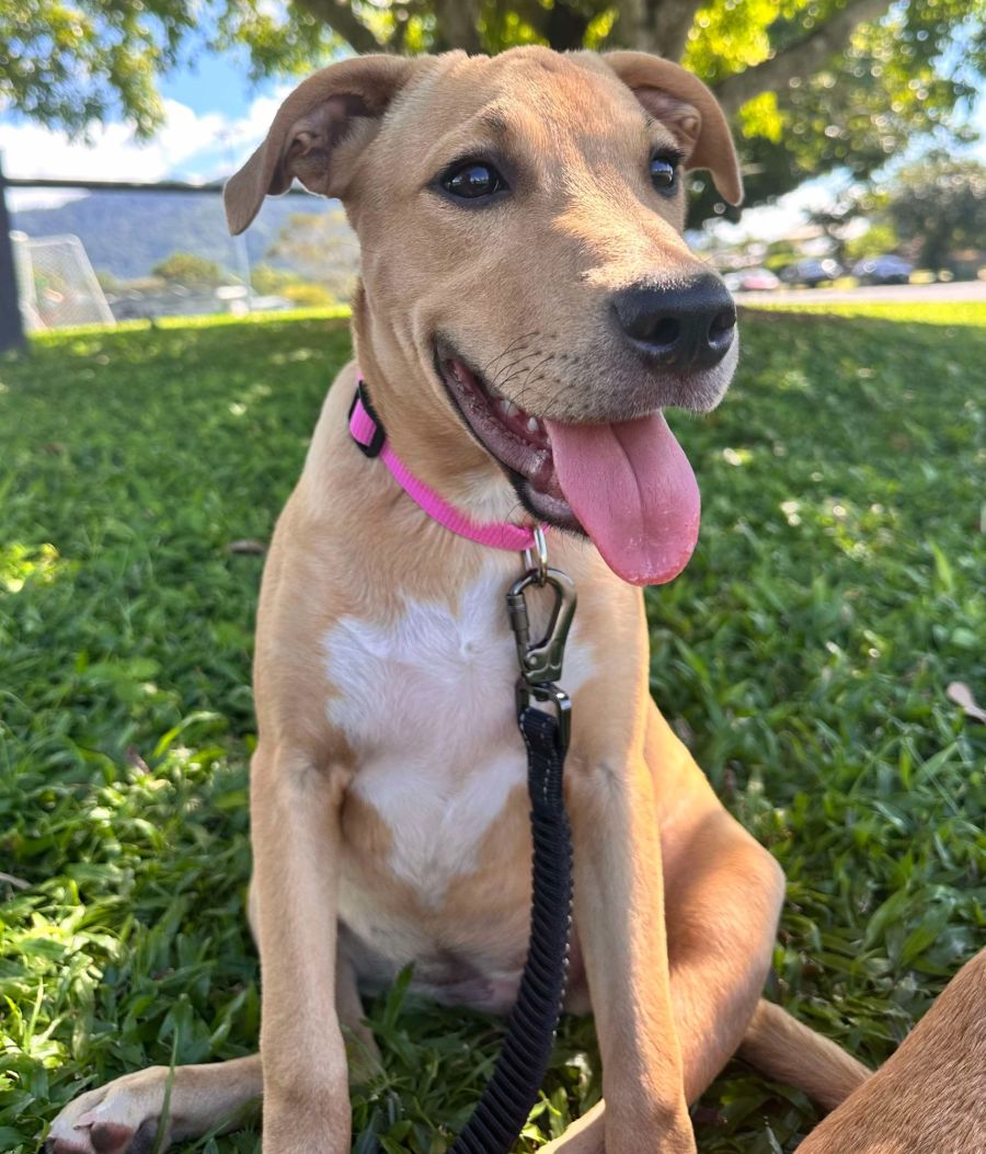 Wednesday - Medium Female Labrador Mix Dog in QLD - PetRescue