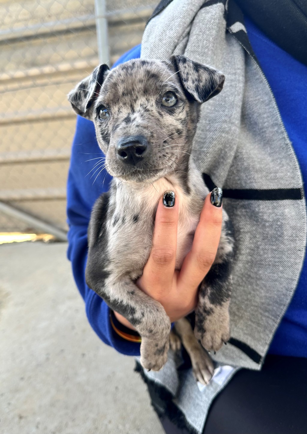Sashimi - Medium Female Whippet Mix Dog in ACT - PetRescue