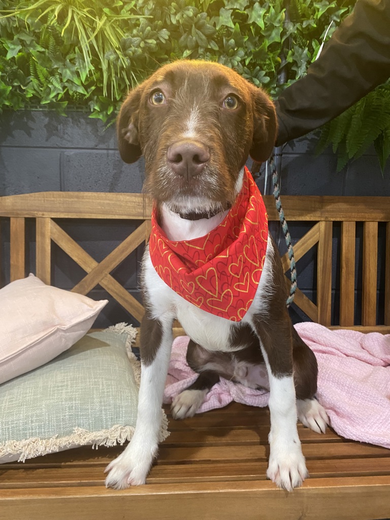 Dexter - Medium Male American Staffy Mix Mix Dog in VIC - PetRescue