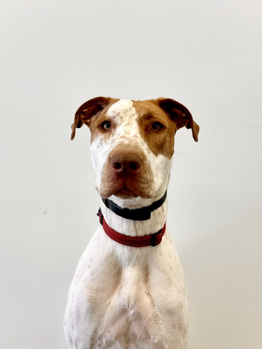 Mavis - Medium Female Bull Arab Mix Dog in QLD - PetRescue