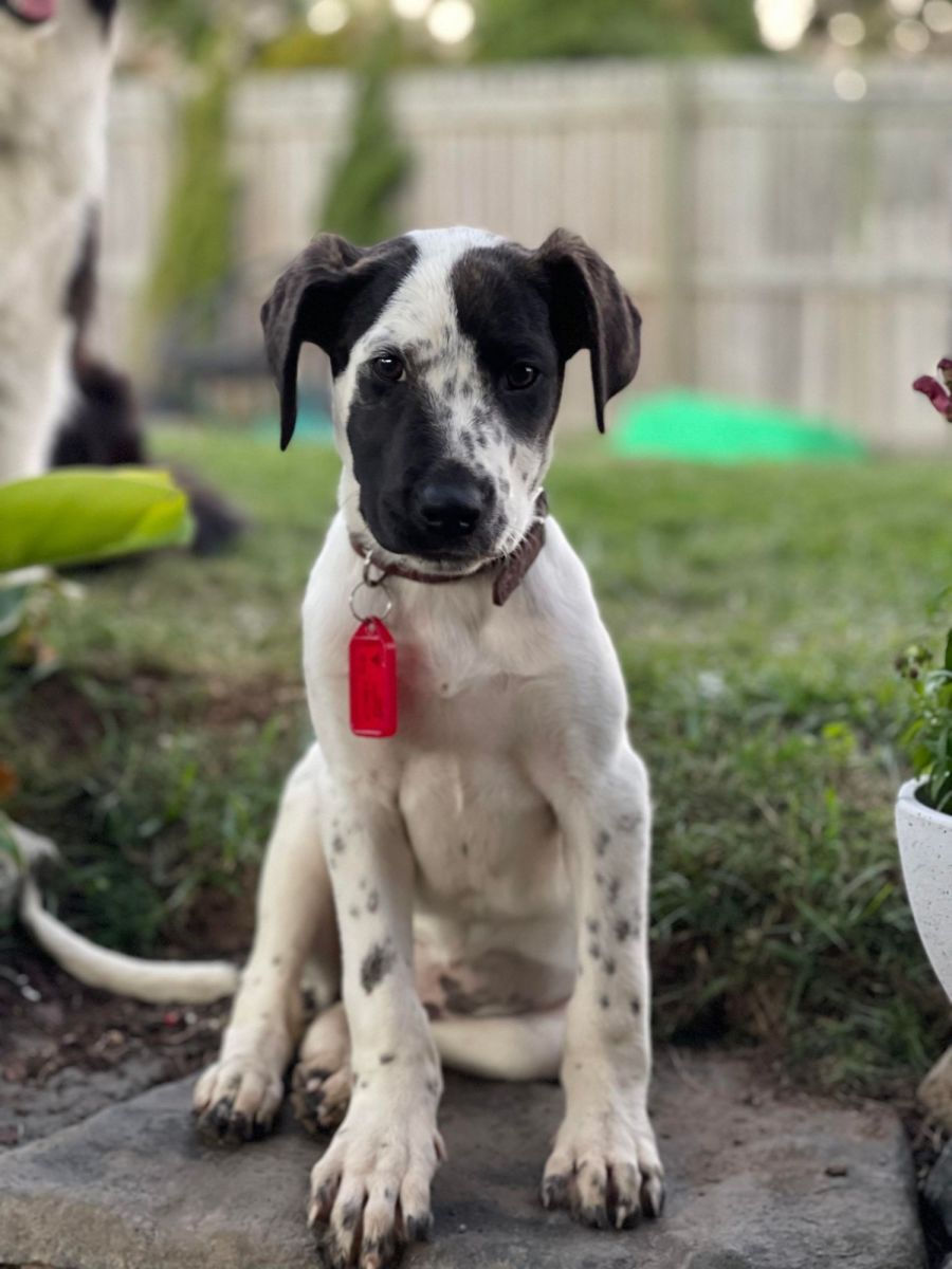 Dimples - Medium Female Mixed Breed Mix Dog in QLD - PetRescue
