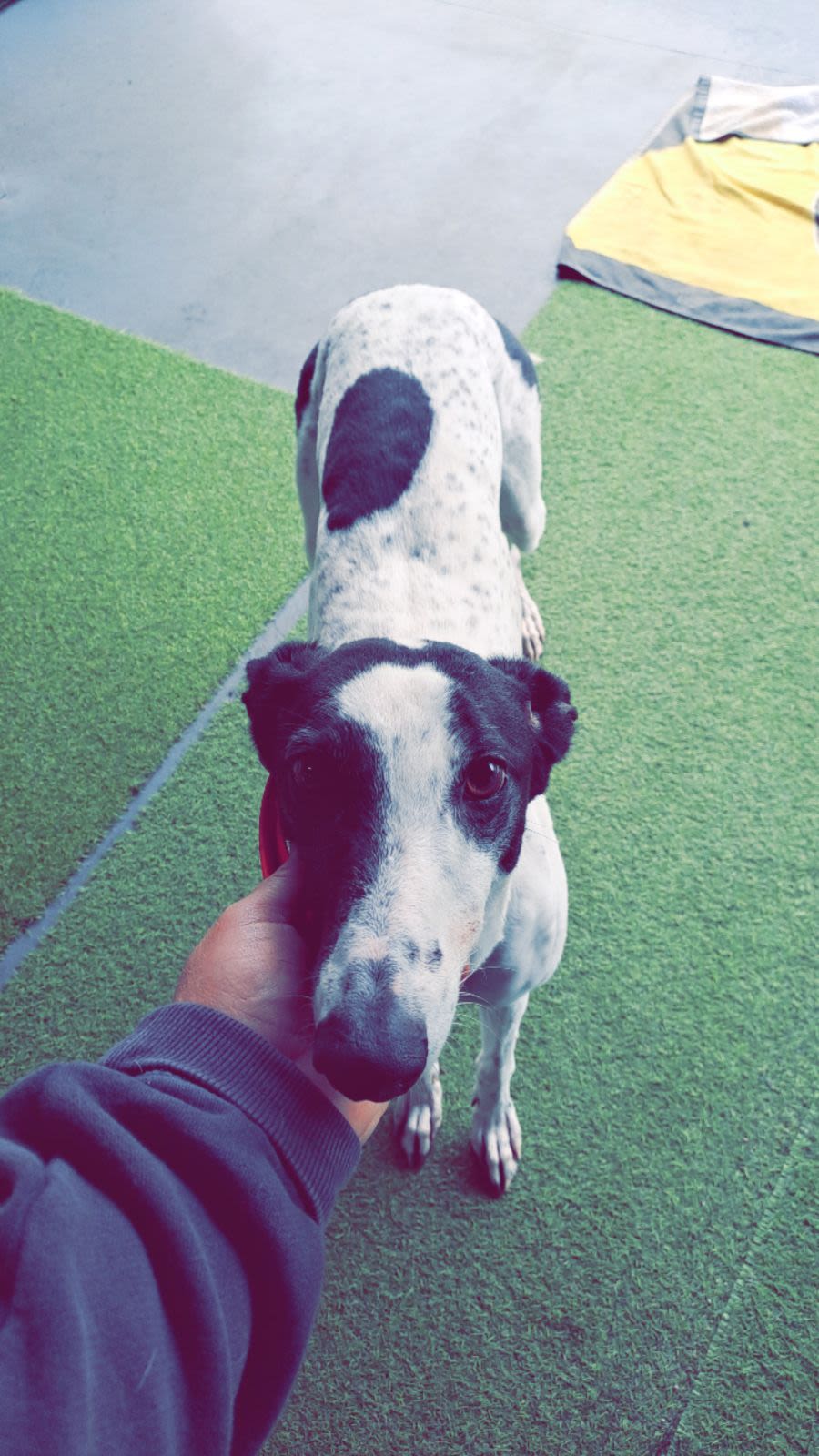 Maddie - Small Female Greyhound Dog in VIC - PetRescue