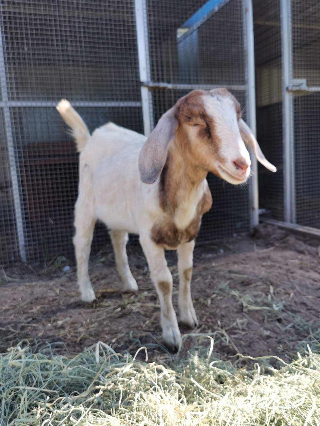 Delilah - Female Anglo Nubian Mix Goat in QLD - PetRescue