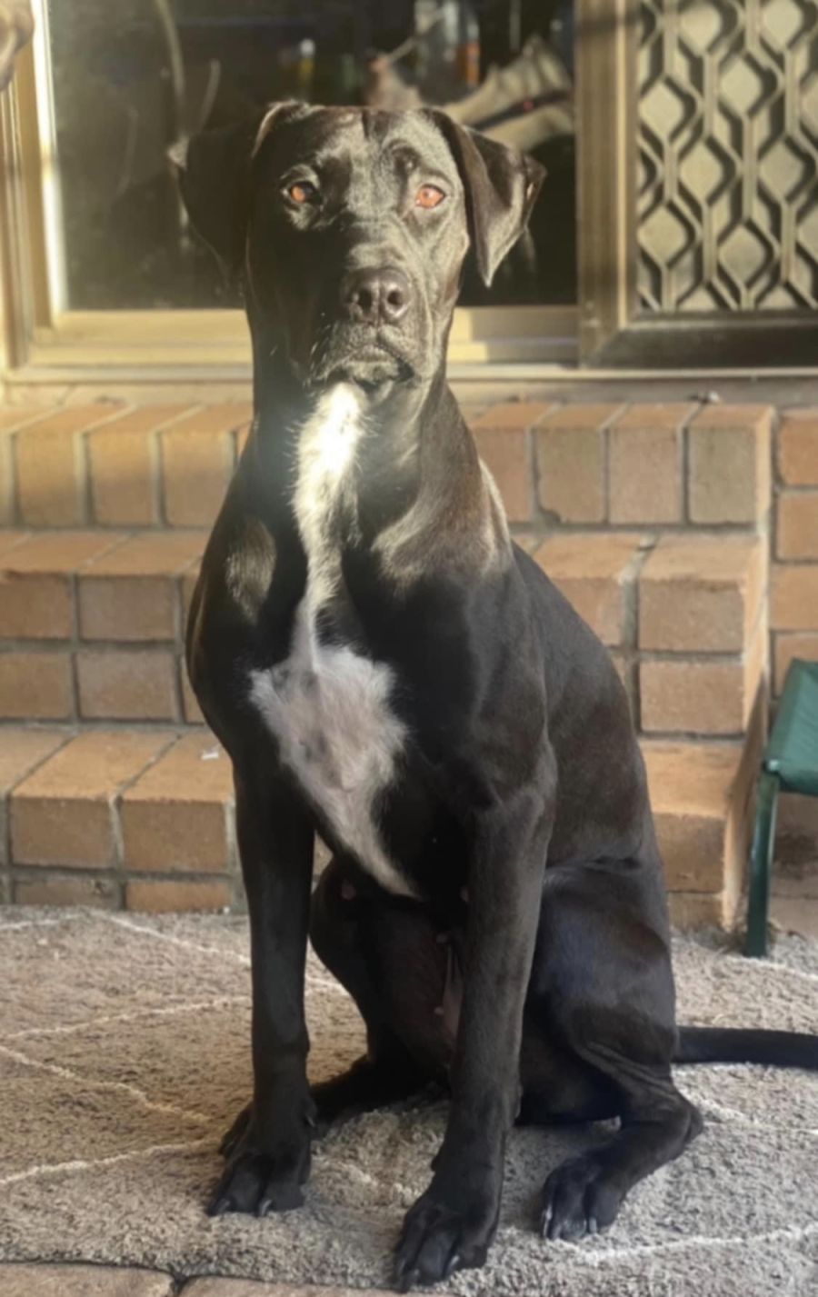 Rue - Large Female Bull Arab x Great Dane Mix Dog in VIC - PetRescue