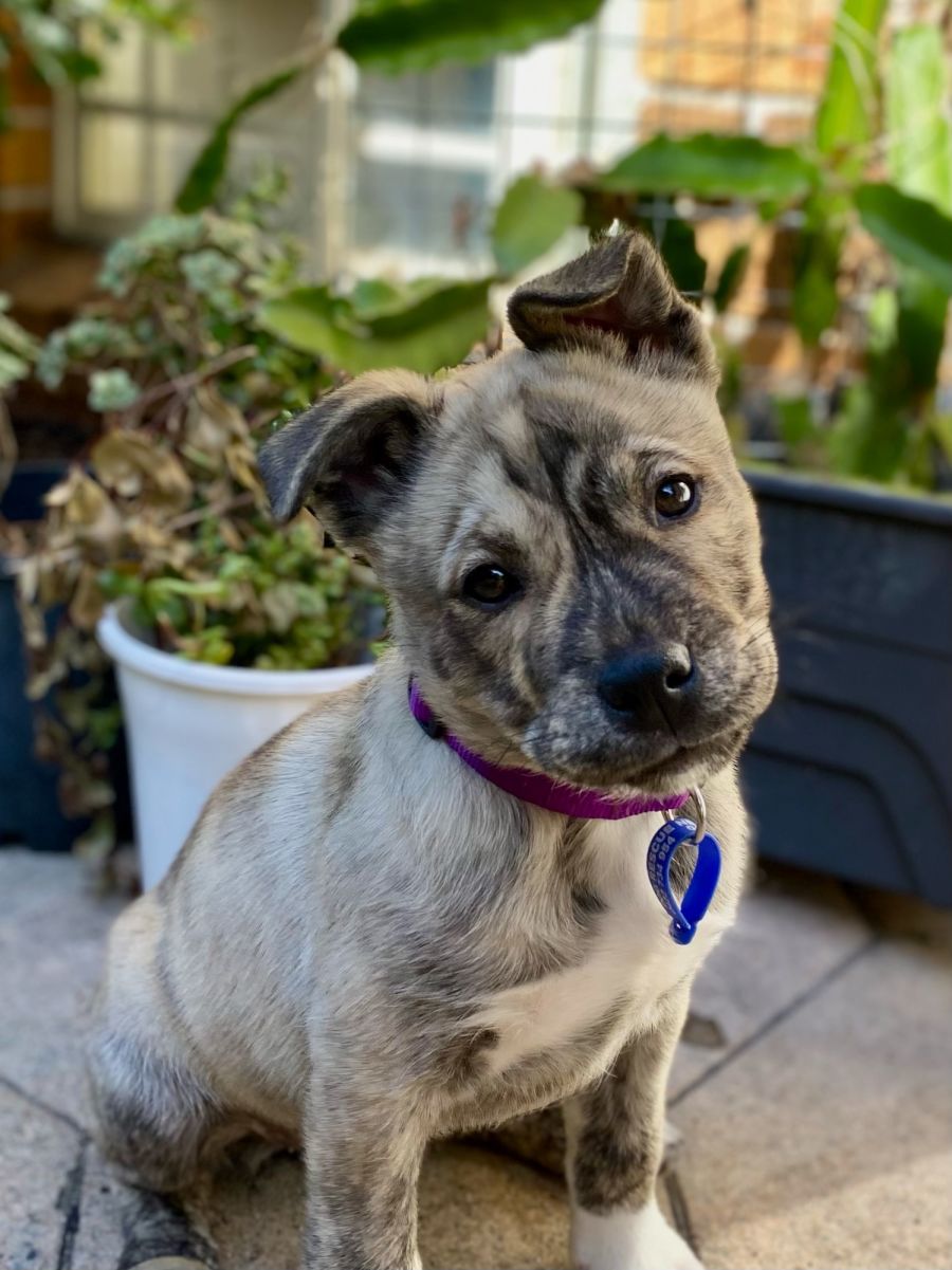 Scout - 3 Month Old Husky X - Medium Female Husky Mix Dog in NSW ...