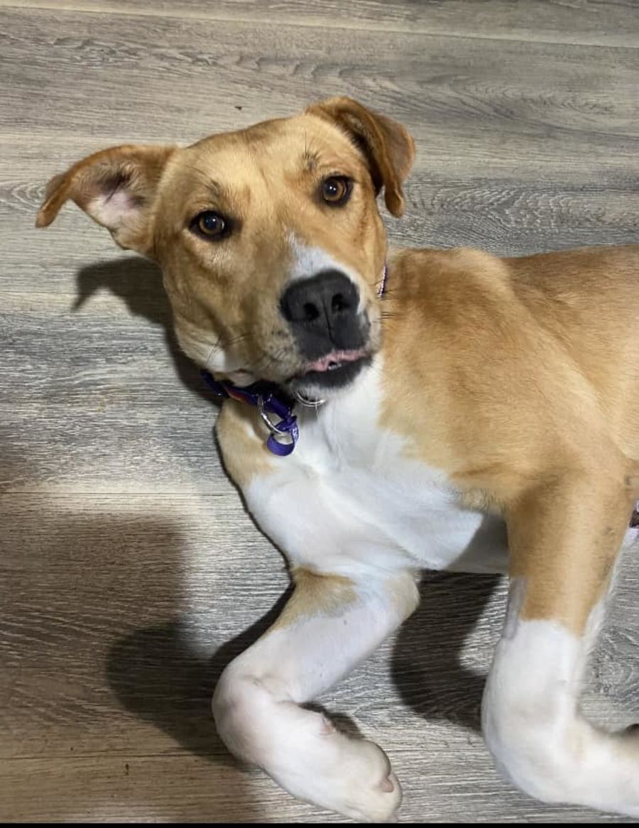 Sandi - Medium Female Labrador Mix Dog in NSW - PetRescue