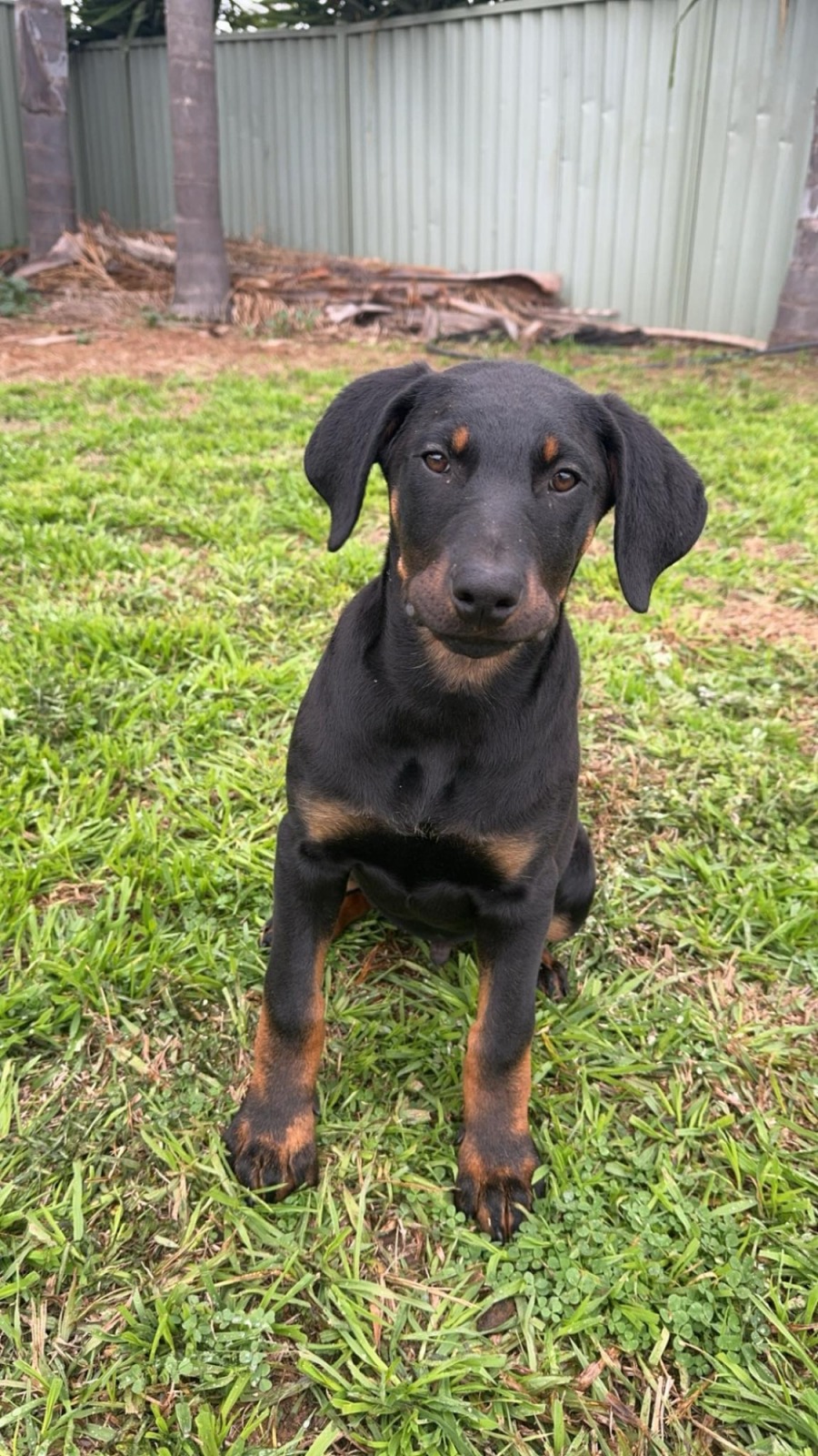 Kylo - Large Male Doberman x Rottweiler Mix Dog in VIC - PetRescue