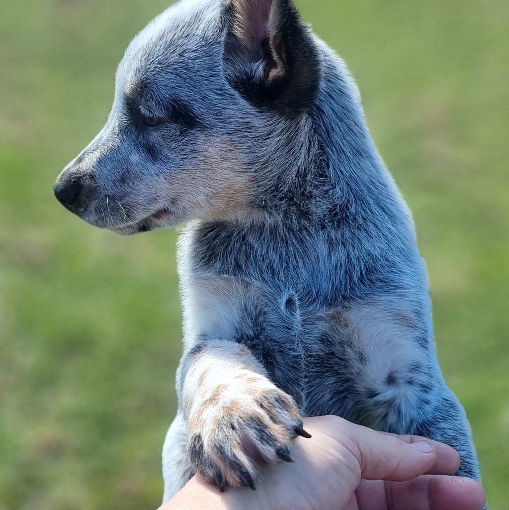 Dougie - Small Male Blue Heeler x Kelpie Mix Dog in NSW - PetRescue