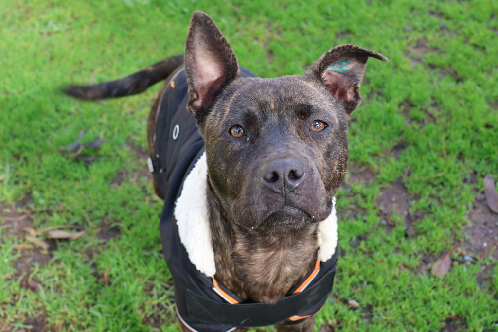 Gypsy - Medium Female Staffy Mix Dog in VIC - PetRescue