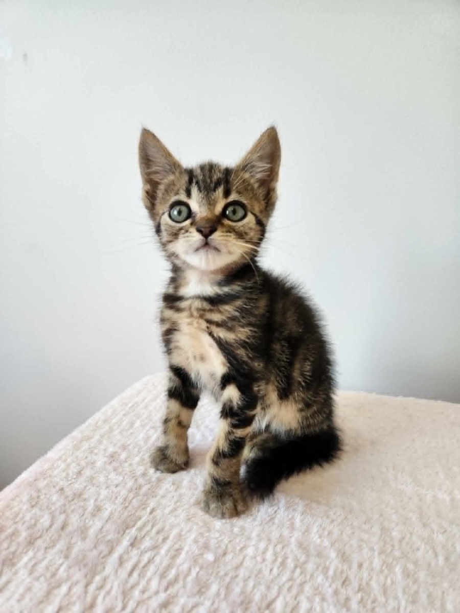 Princess Sparkle - Female Domestic Short Hair Cat in QLD - PetRescue