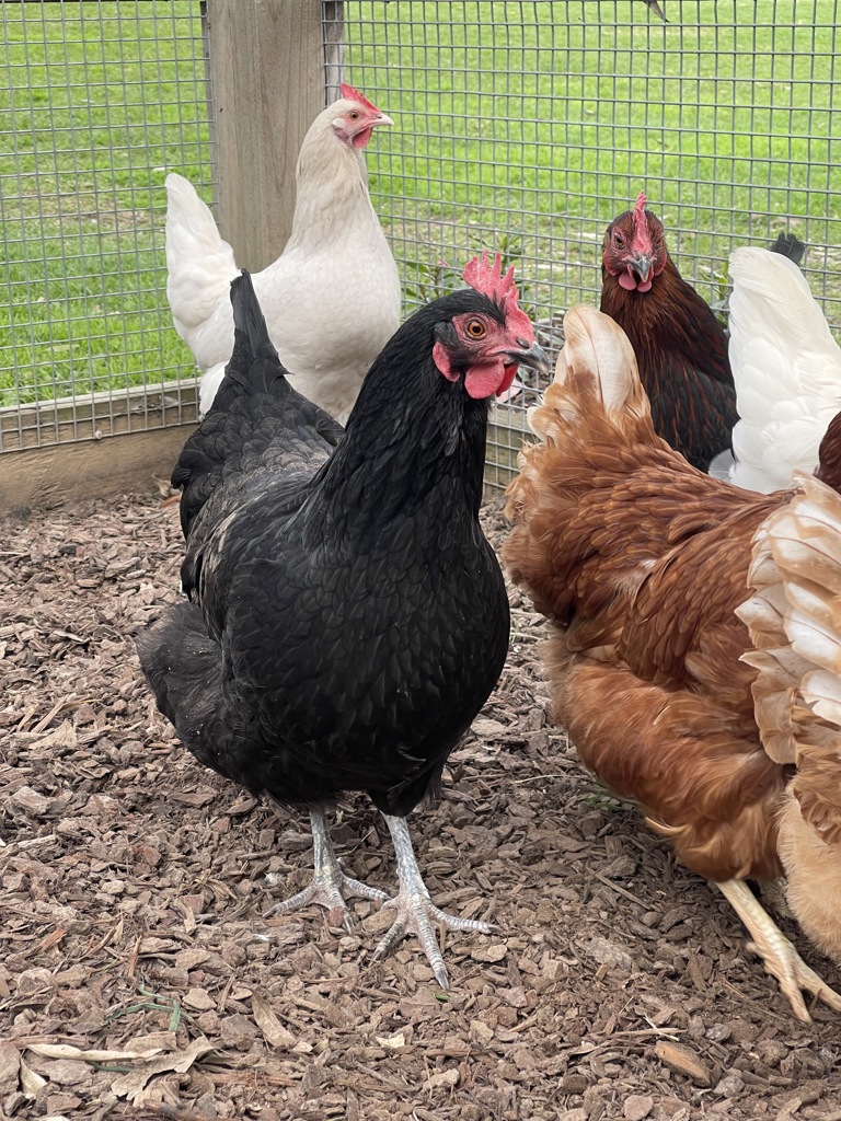 Cluedo - Female Australorp Mix Fowl in NSW - PetRescue
