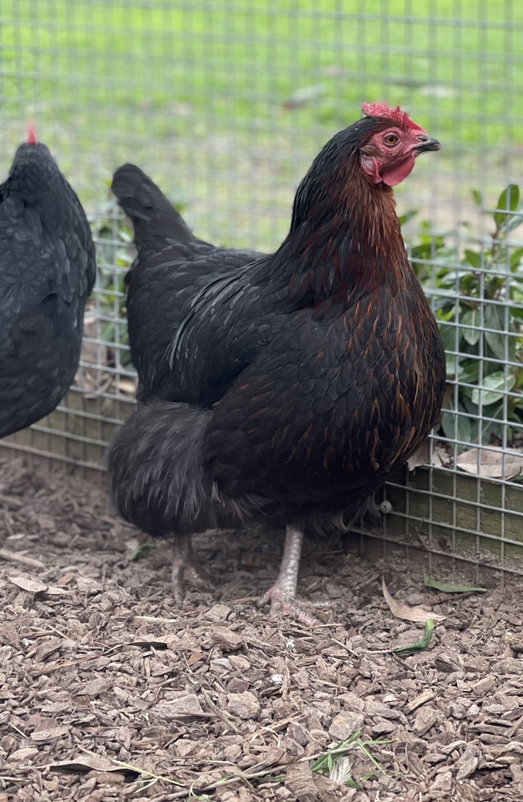 Monopoly - Female Australorp Mix Fowl in NSW - PetRescue