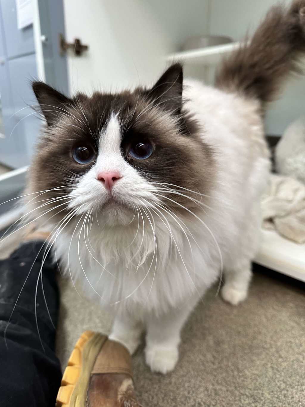 Freyja - Female Ragdoll Mix Cat in NSW - PetRescue