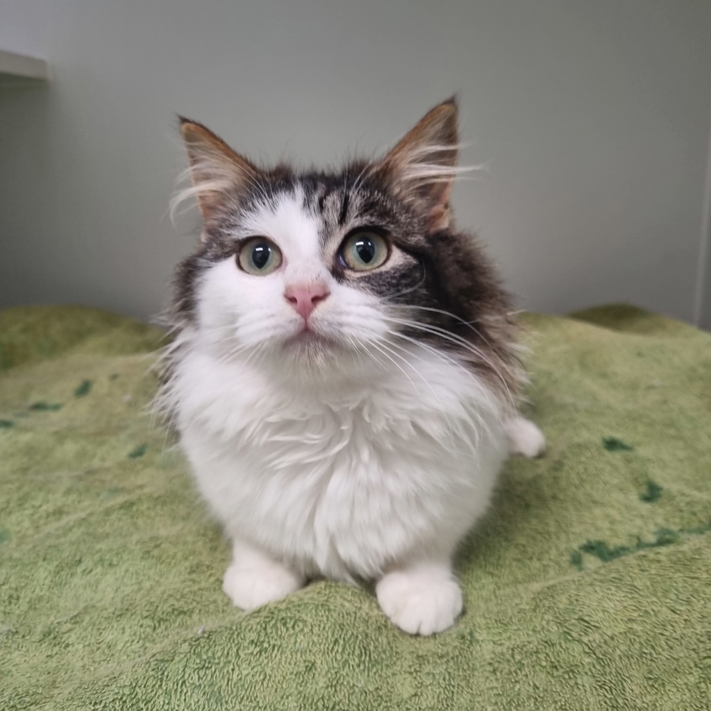 Gretel - Female Domestic Medium Hair Mix Cat in VIC - PetRescue