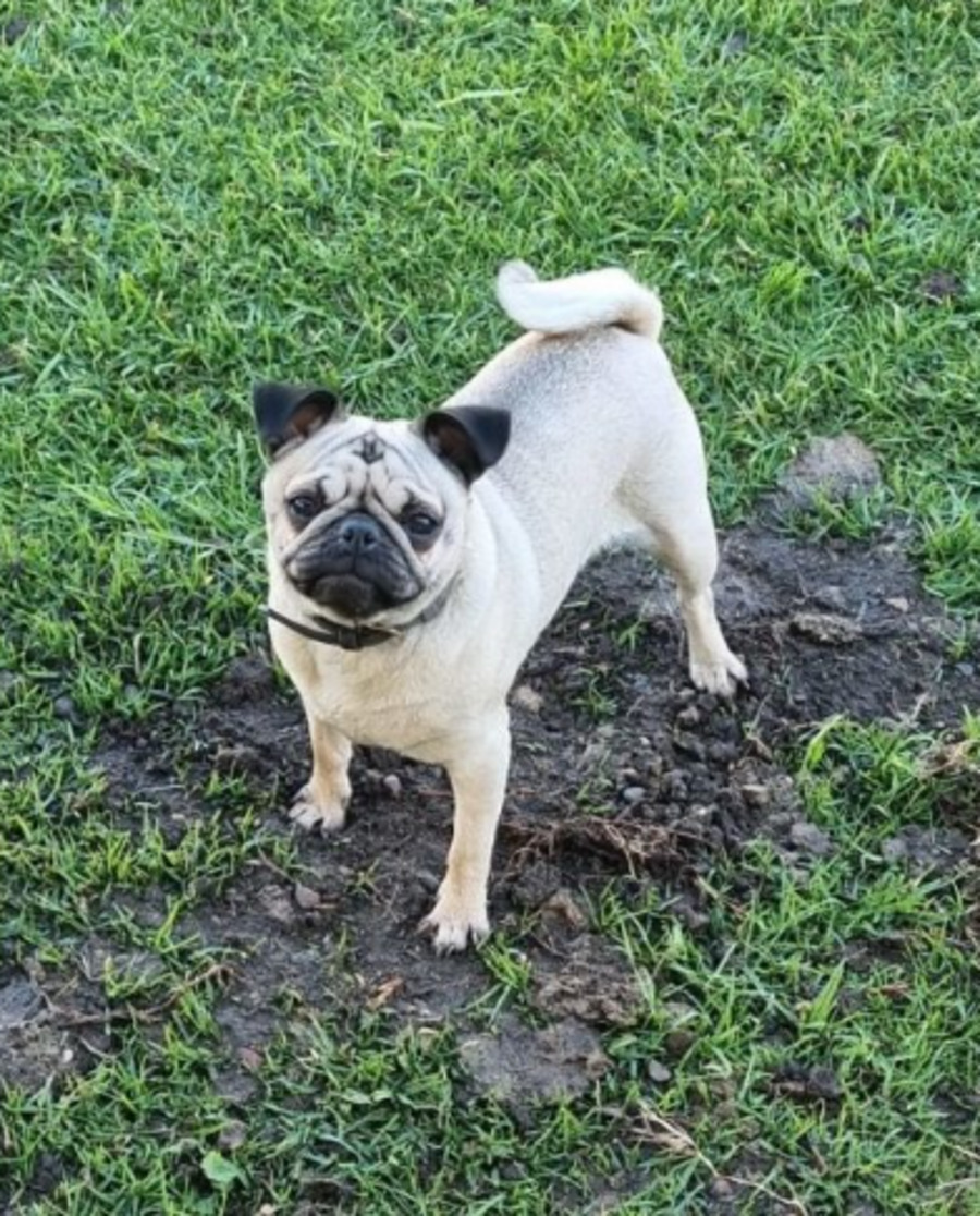 Lola - Small Female Pug Dog in NSW - PetRescue