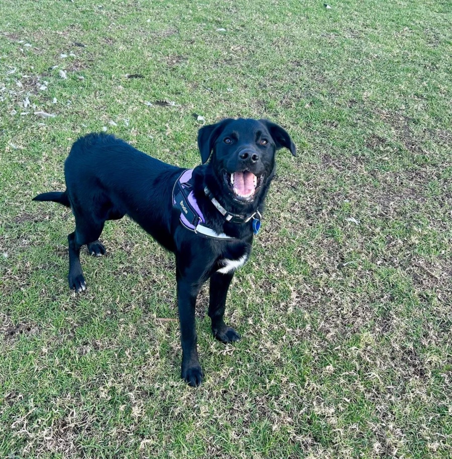 Brodie - Medium Male Golden Retriever x Border Collie Mix Dog in NSW - PetRescue