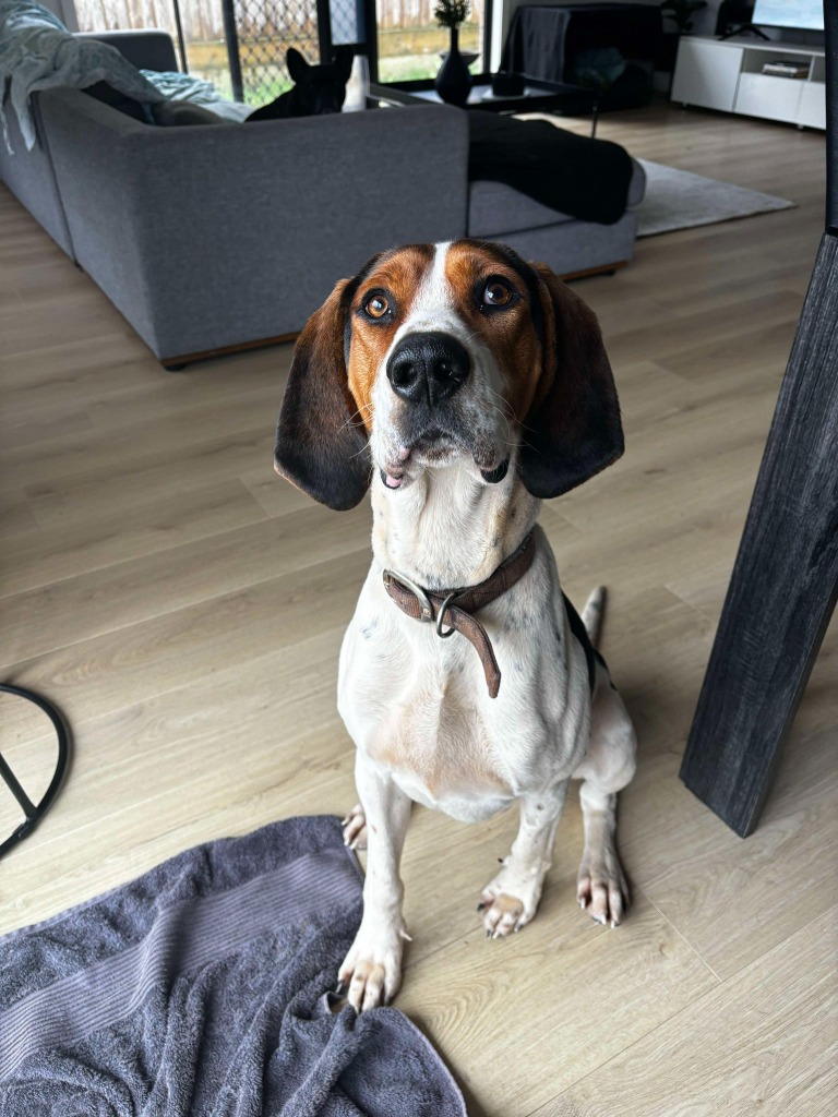 Scout - Medium Male Harrier Mix Dog in VIC - PetRescue