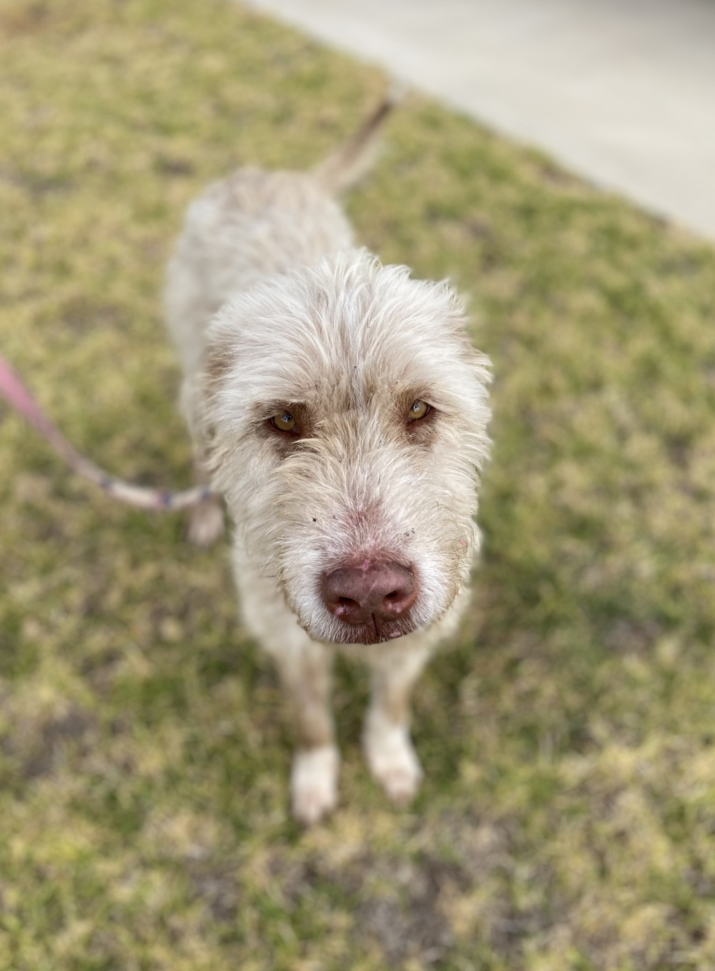 Cassandra - Large Female Irish Wolfhound Mix Dog in QLD - PetRescue