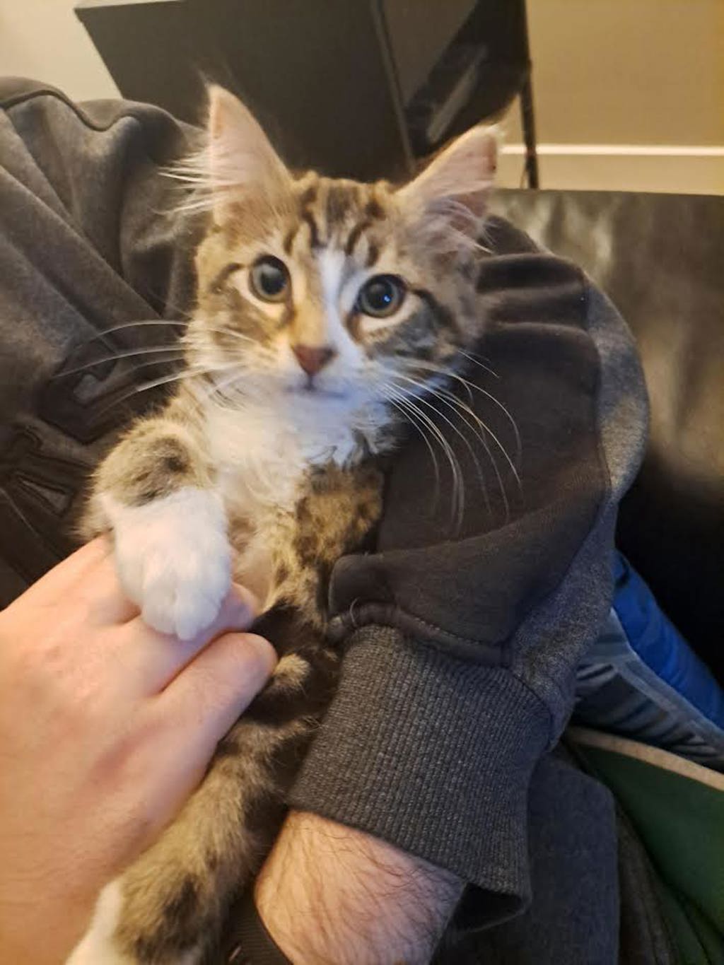 Spaghetti - Male Dmh Mix Cat in VIC - PetRescue