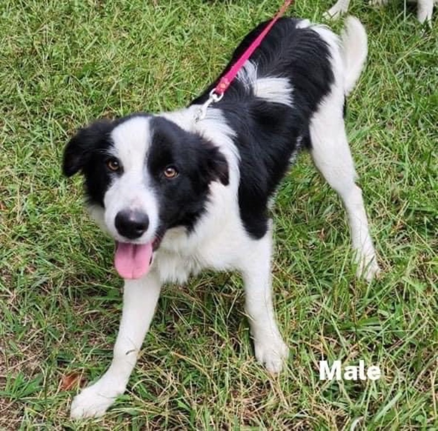 Sonnie - Medium Male Border Collie Dog in NSW - PetRescue