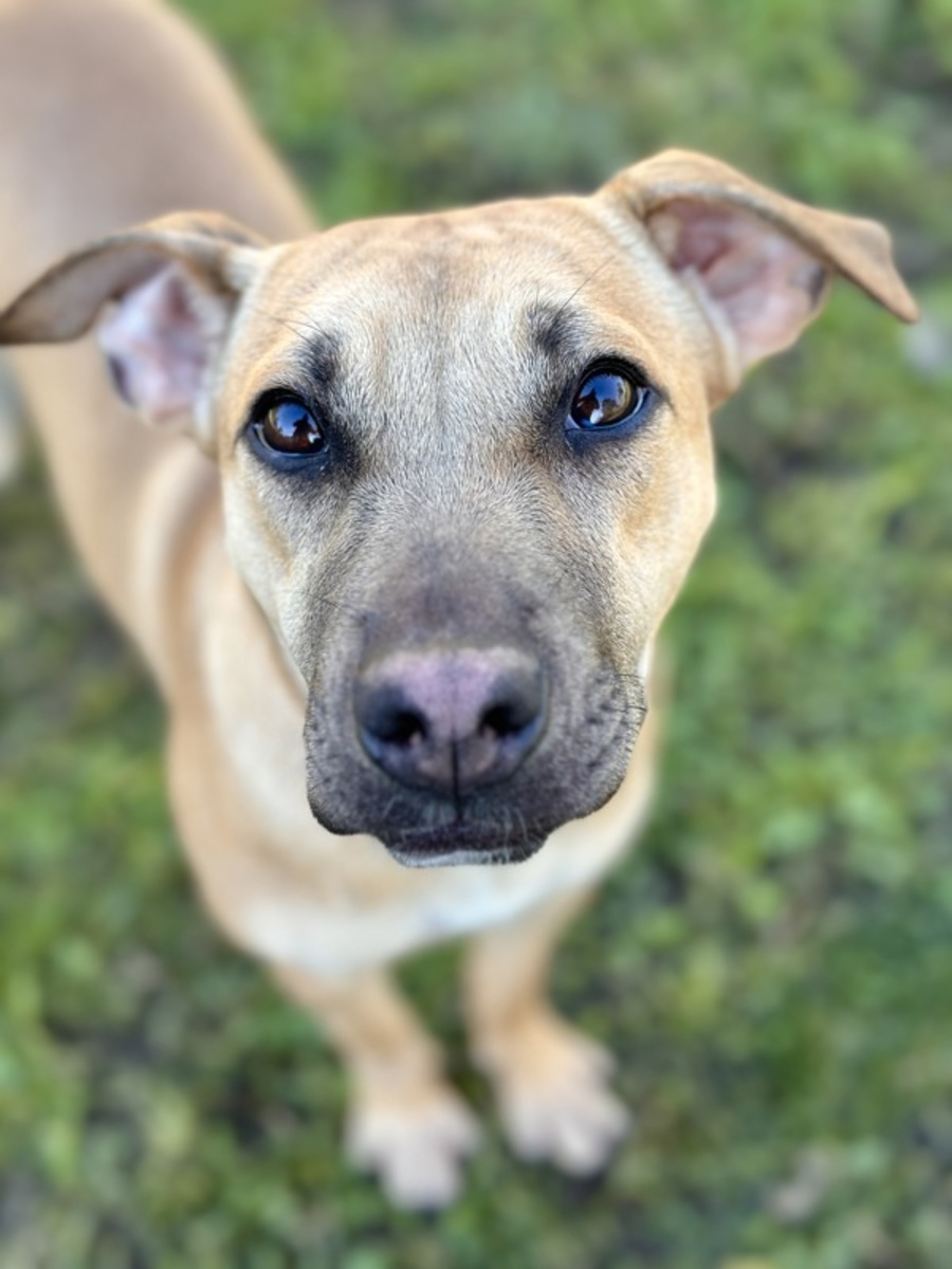 Andie - Medium Female American Staffordshire Terrier Mix Dog in NSW - PetRescue