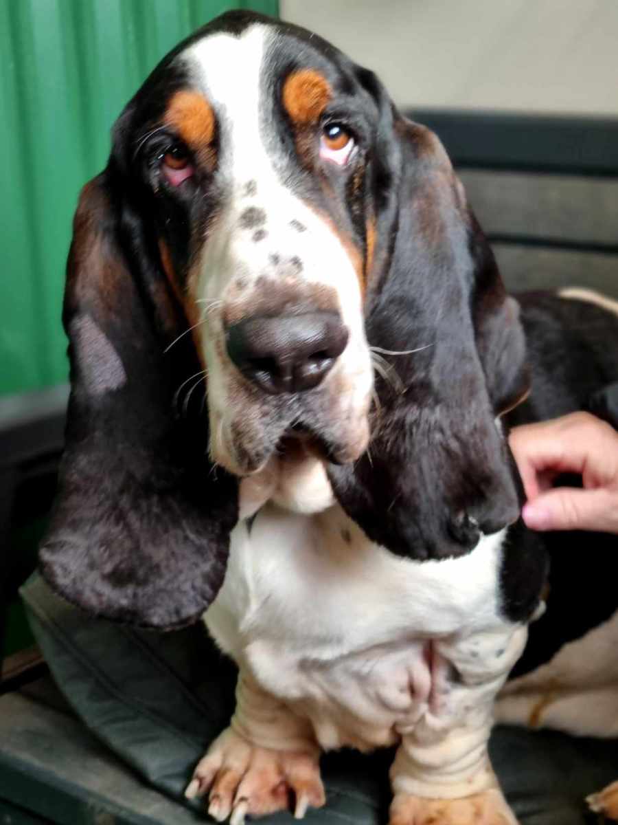 Winston - Medium Male Basset Hound Dog in NSW - PetRescue