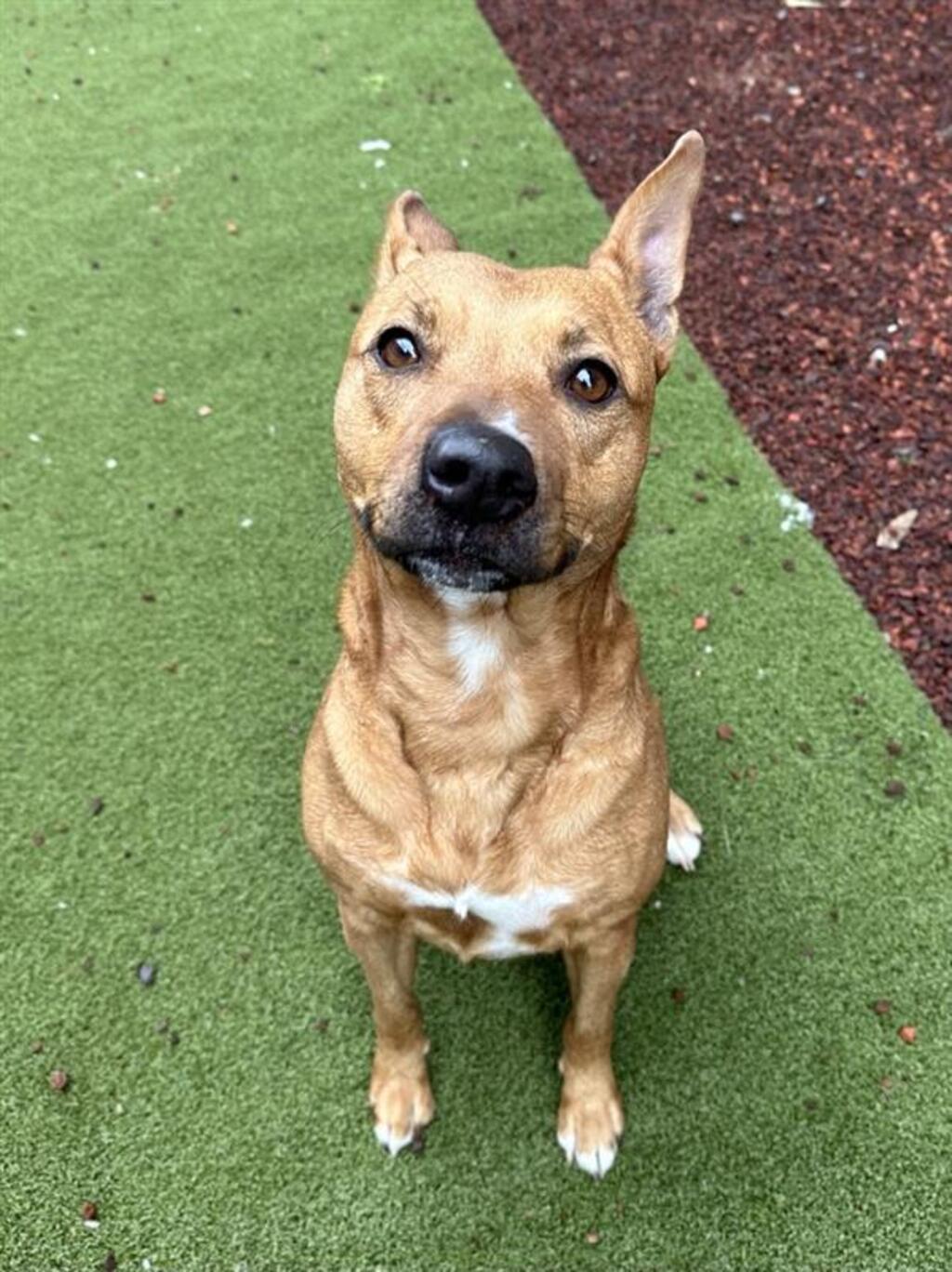 Jolene - Medium Female English Staffordshire Bull Terrier x Cross Breed ...