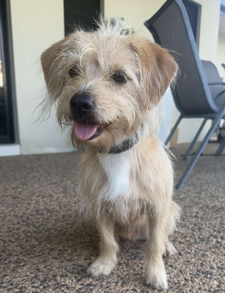 Arlo - Small Male Jack Russell Terrier x Terrier Mix Dog in NT - PetRescue