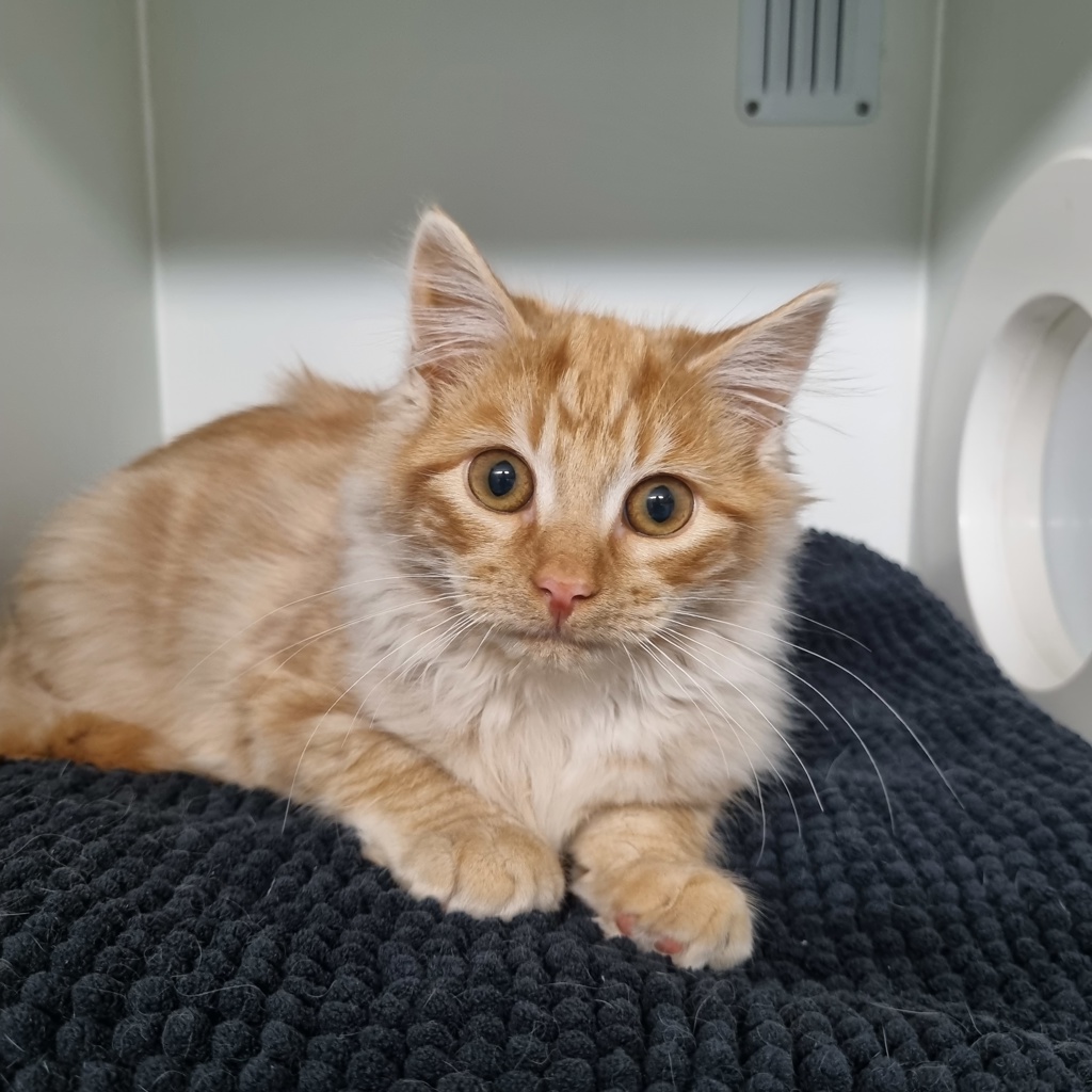 Biscoff - Male Domestic Medium Hair Mix Cat in VIC - PetRescue