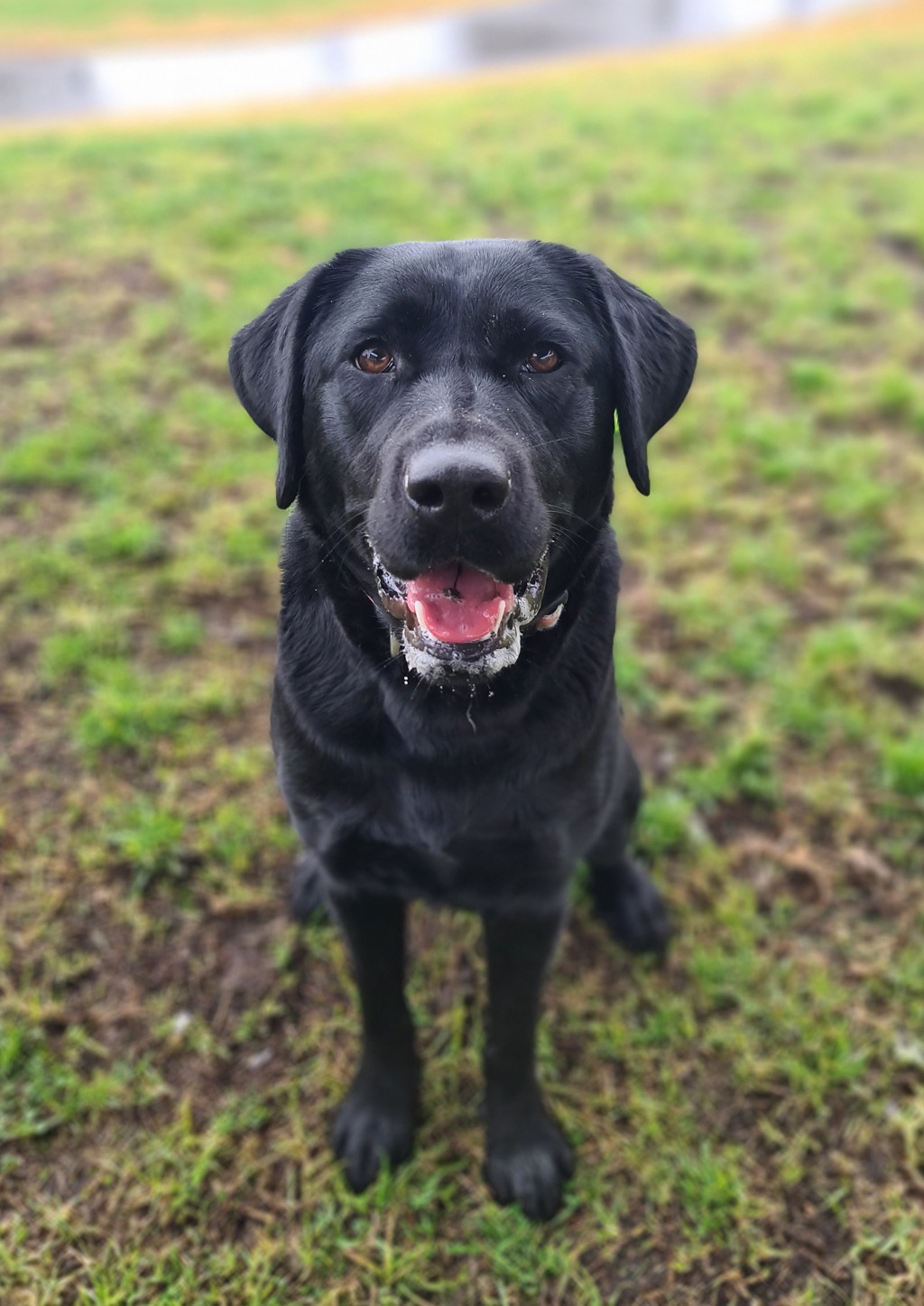 Scout - Medium Female Labrador Dog in VIC - PetRescue