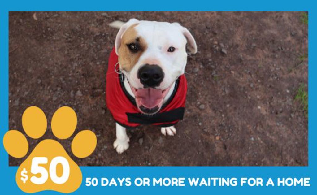 Nyla - Small Female Staffordshire Bull Terrier Mix Dog in VIC - PetRescue